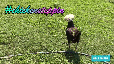 Chicken Running Fast Gif