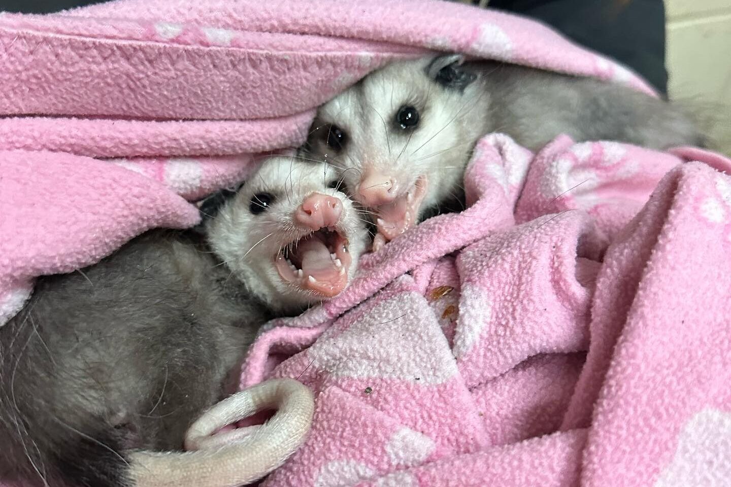Opossum Offspring